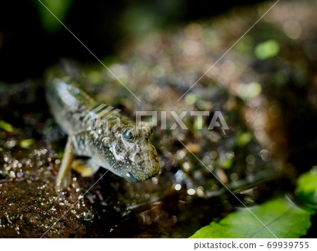 Mudskipper Fish Climbing A Tree