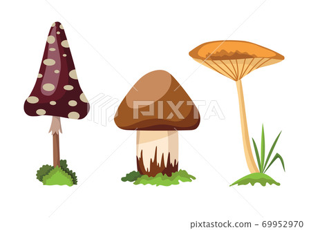 Mushroom and toadstool. Illustration of the... - Stock Illustration ...