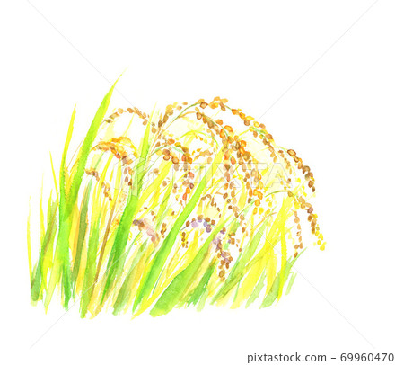 Illustration of golden rice ears drawn in... - Stock Illustration ...