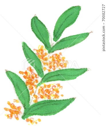 Flowers of osmanthus - Stock Illustration [70082727] - PIXTA