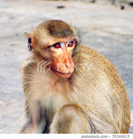 Thinking Ape