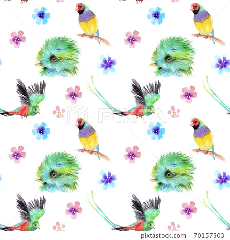 watercolor drawing of birds - Resplendent... - Stock Illustration ...