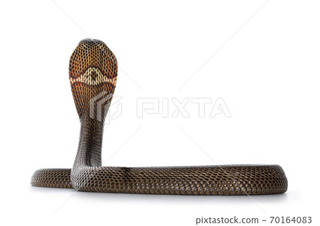 Cobra Snake Side View