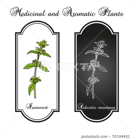 Ironwort Sideritis montana , or mountain tea,... - Stock Illustration ...