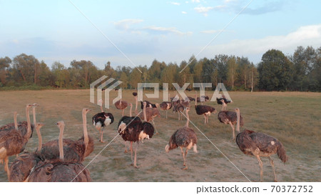 Flock of ostrich on the wide field. - Stock Photo [70372752] - PIXTA