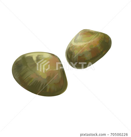 Realistic illustration of clams - Stock Illustration [70500226] - PIXTA