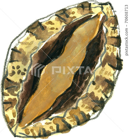 Abalone - Stock Illustration [70608713] - PIXTA