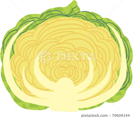 Cabbage cross section - Stock Illustration [70609144] - PIXTA