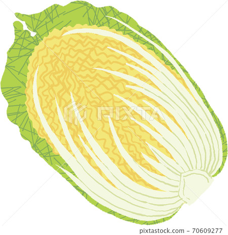 Chinese cabbage cross section - Stock Illustration [70609277] - PIXTA