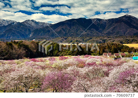 Inabe Agricultural Park Ume - Stock Photo [70609737] - PIXTA