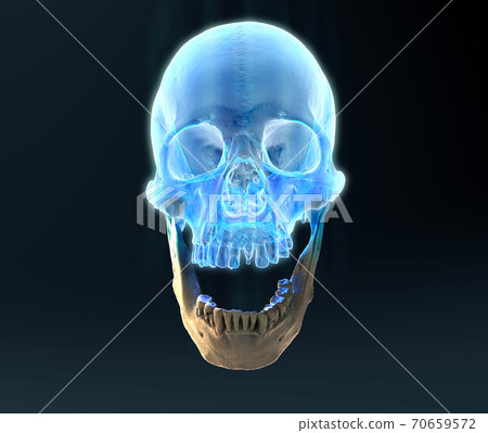 Screaming Human Skull