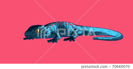 Engraving tokay gecko lizard illustration... - Stock Illustration ...