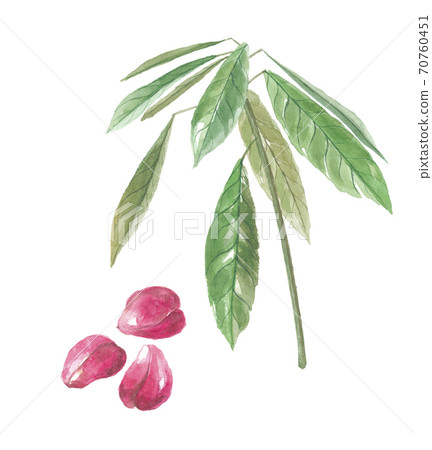 Coke cola tree seeds and leaves - Stock Illustration [70760451] - PIXTA