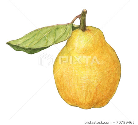 Quince with leaves, hand-painted, watercolor... - Stock Illustration ...