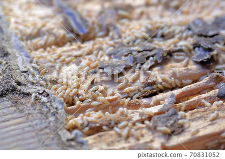 Termites swarming on the floor (Yamato termites) - Stock Photo ...