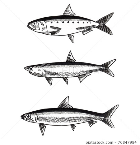 Illustration of simple hand-painted sardines (3... - Stock Illustration ...