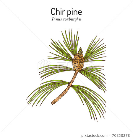 Chir pine Pinus roxburghii , medicinal plant-插圖素材 [70850278] - PIXTA圖庫