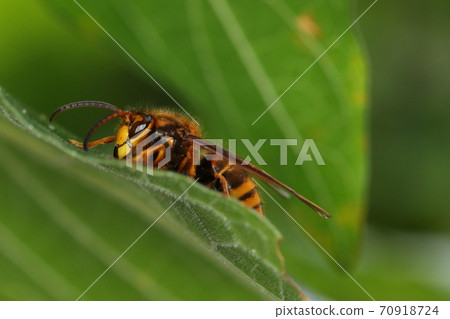 Creatures Insects Vespa simillima (Vespa... - Stock Photo [70918724 ...