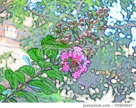 "Crape myrtle: Hyakunippon" colored pencil... - Stock Illustration ...