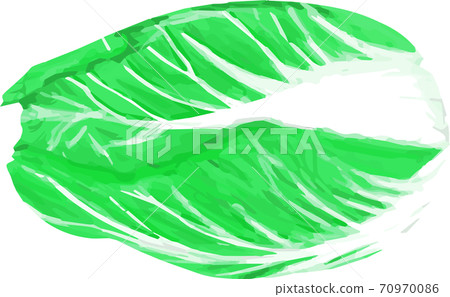 Simple Chinese cabbage illustration - Stock Illustration [70970086] - PIXTA