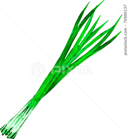 Simple leek illustration - Stock Illustration [70980137] - PIXTA