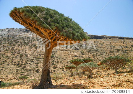 Dragon Tree Forest on Socotra Island, Yemen - Stock Photo [70989814 ...