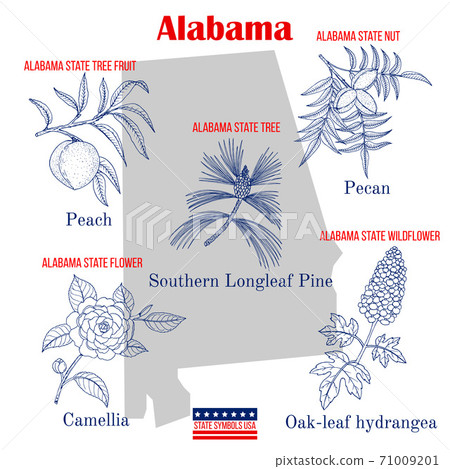 Alabama. Set of USA official state symbols - Stock Illustration ...