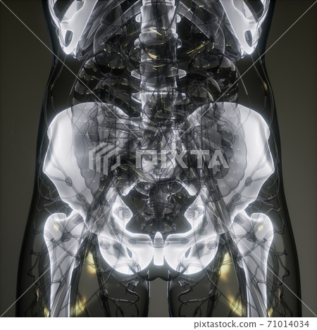 Transparent Human Body with Visible Bones - Stock Illustration ...