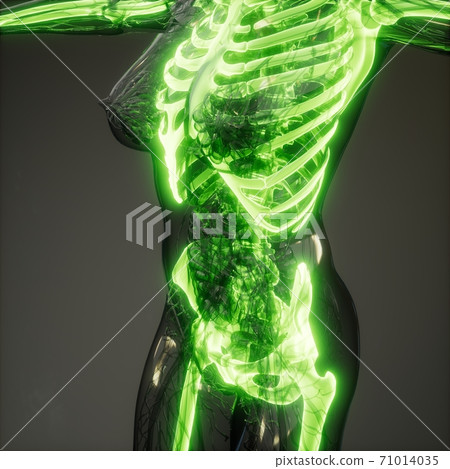 Transparent Human Body with Visible Bones - Stock Illustration ...