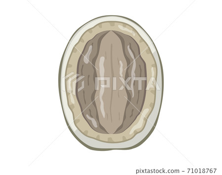 Illustration of raw abalone - Stock Illustration [71018767] - PIXTA