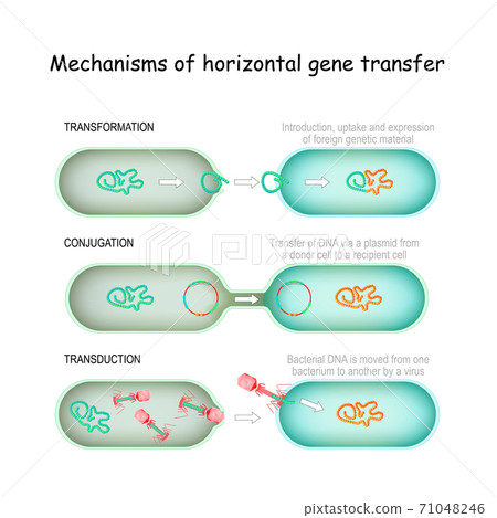 gene transfer. horizontal Mechanisms - Stock Illustration [71048246 ...