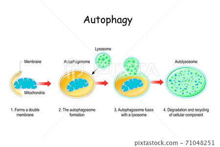 Autophagy steps - Stock Illustration [71048251] - PIXTA