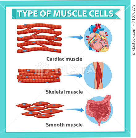 Information poster of muscle cells - Stock Illustration [71076278] - PIXTA
