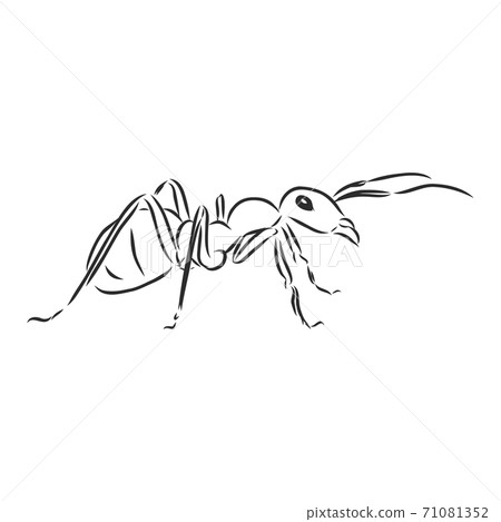 Hand drawn ant insect, one pismire painted by ink, - Stock Illustration ...