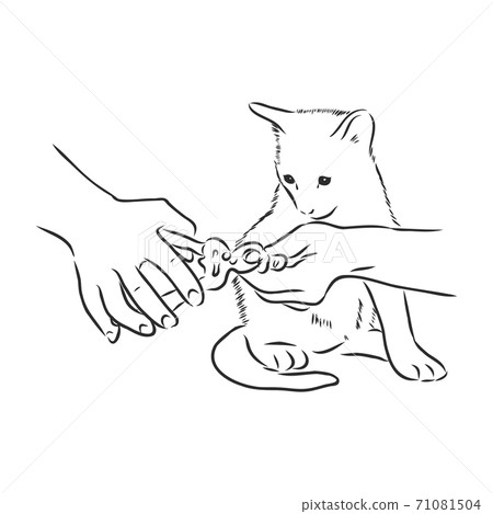 cat claw trimming, vector sketch illustration. pet - Stock Illustration ...