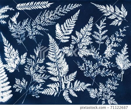 Sun printing, cyanotype process. Floral pattern... - Stock Illustration ...