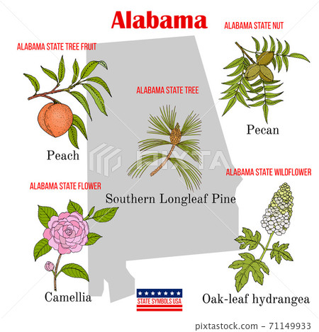 Alabama. Set of USA official state symbols-插圖素材 [71149933] - PIXTA圖庫