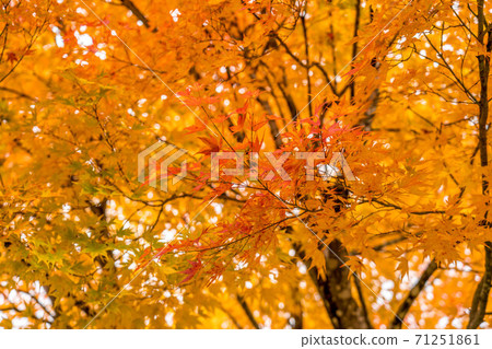 Mountain maple that colors in late autumn - Stock Photo [71251861] - PIXTA