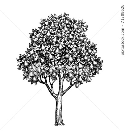 Ink sketch of pear tree. - Stock Illustration [71289626] - PIXTA
