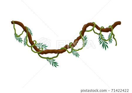 Liana as Long-stemmed Woody Vine Climbing and...-插圖素材 [71422422] - PIXTA圖庫