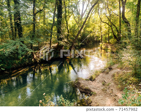 beautiful forest river and green forest landscape - Stock Photo ...