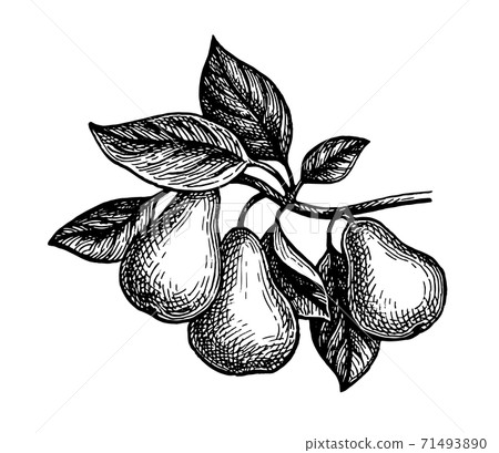 Ink sketch of pear. - Stock Illustration [71493890] - PIXTA
