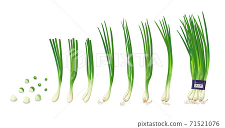 Spring onions collections, isolated on white... - Stock Illustration ...