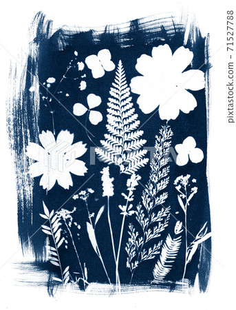 Sun printing, cyanotype process. Floral pattern... - Stock Illustration ...