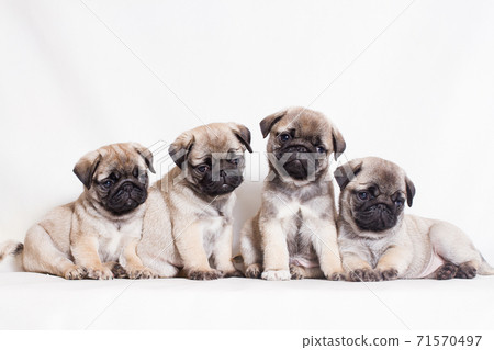 Fawn Pug Puppies