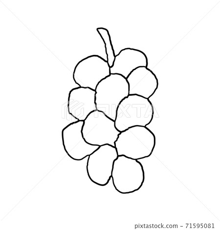 Muscat line art - Stock Illustration [71595081] - PIXTA
