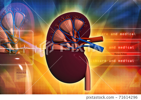 Human kidney in abstract background - Stock Illustration [71614296] - PIXTA