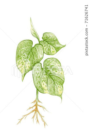 Illustration of Golden Pothos or Ivy Arum Plant - Stock Illustration ...