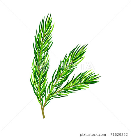 Green Pine Tree Evergreen Branch with Needle... - Stock Illustration ...