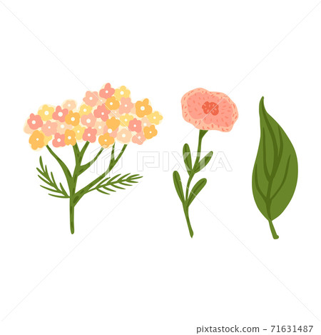 Set from flowers and foliage on white...-插圖素材 [71631487] - PIXTA圖庫